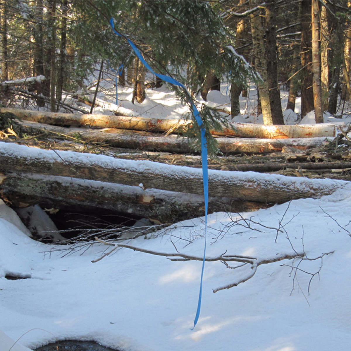 Maine Woodland Owners | Maine Logging, Timber Harvesting, and Forest ...
