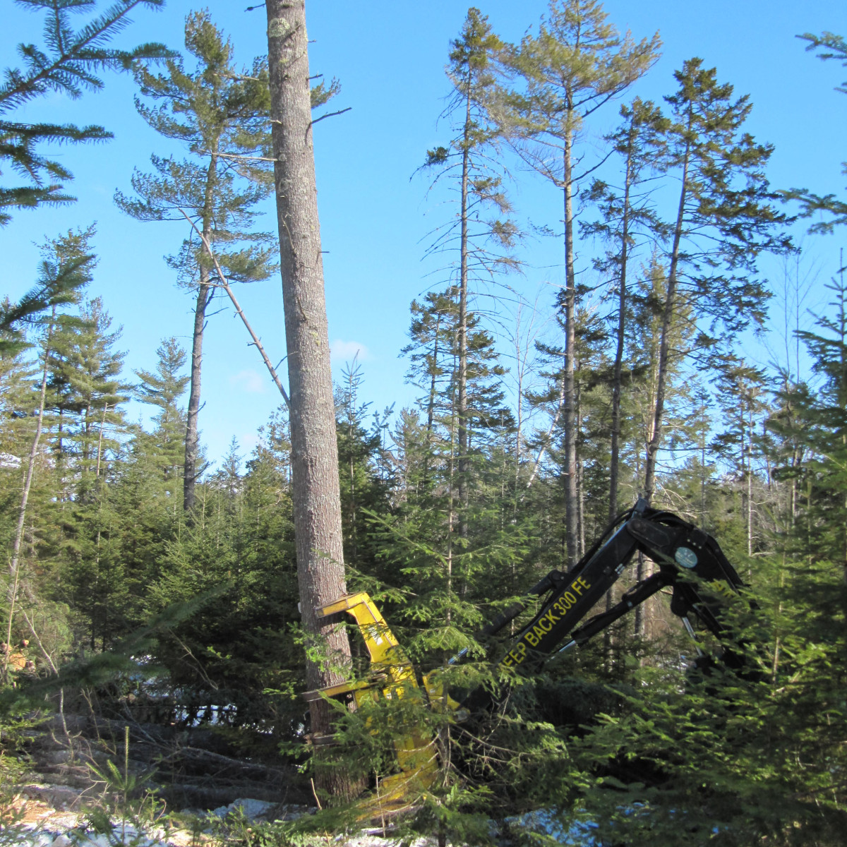 Feller Buncher | Gallery | Maine Logging, Timber Harvesting, and Forest ...