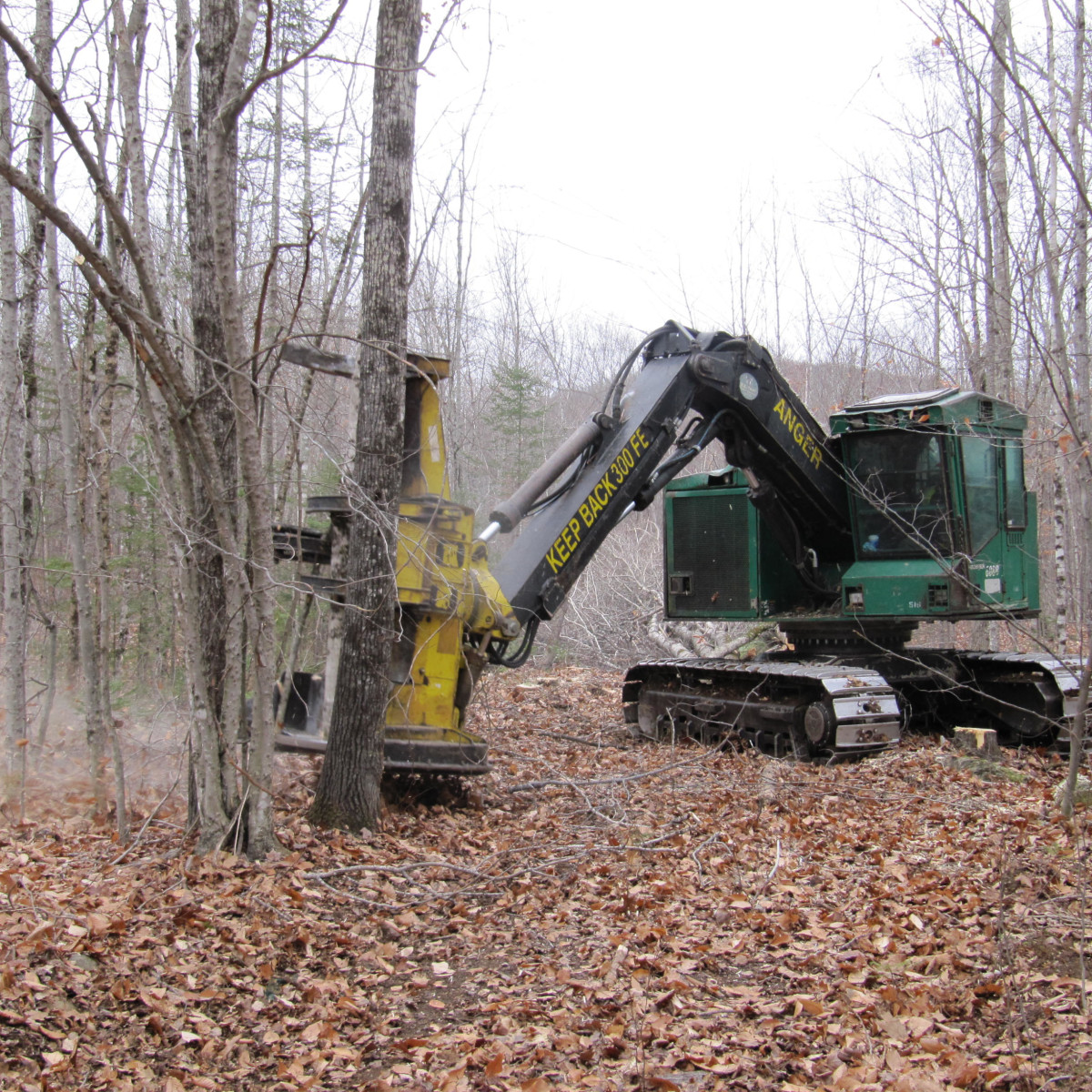 Feller Buncher | Gallery | Maine Logging, Timber Harvesting, and Forest ...