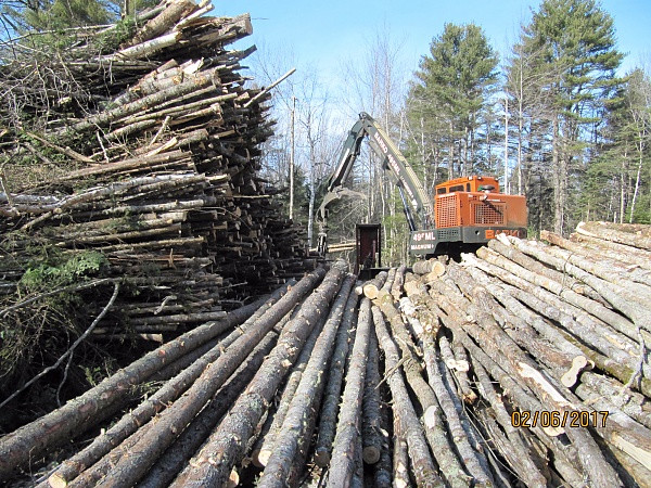 Slasher/Delimber/Crane | Gallery | Maine Logging, Timber Harvesting ...