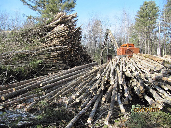 Slasher/Delimber/Crane | Gallery | Maine Logging, Timber Harvesting ...