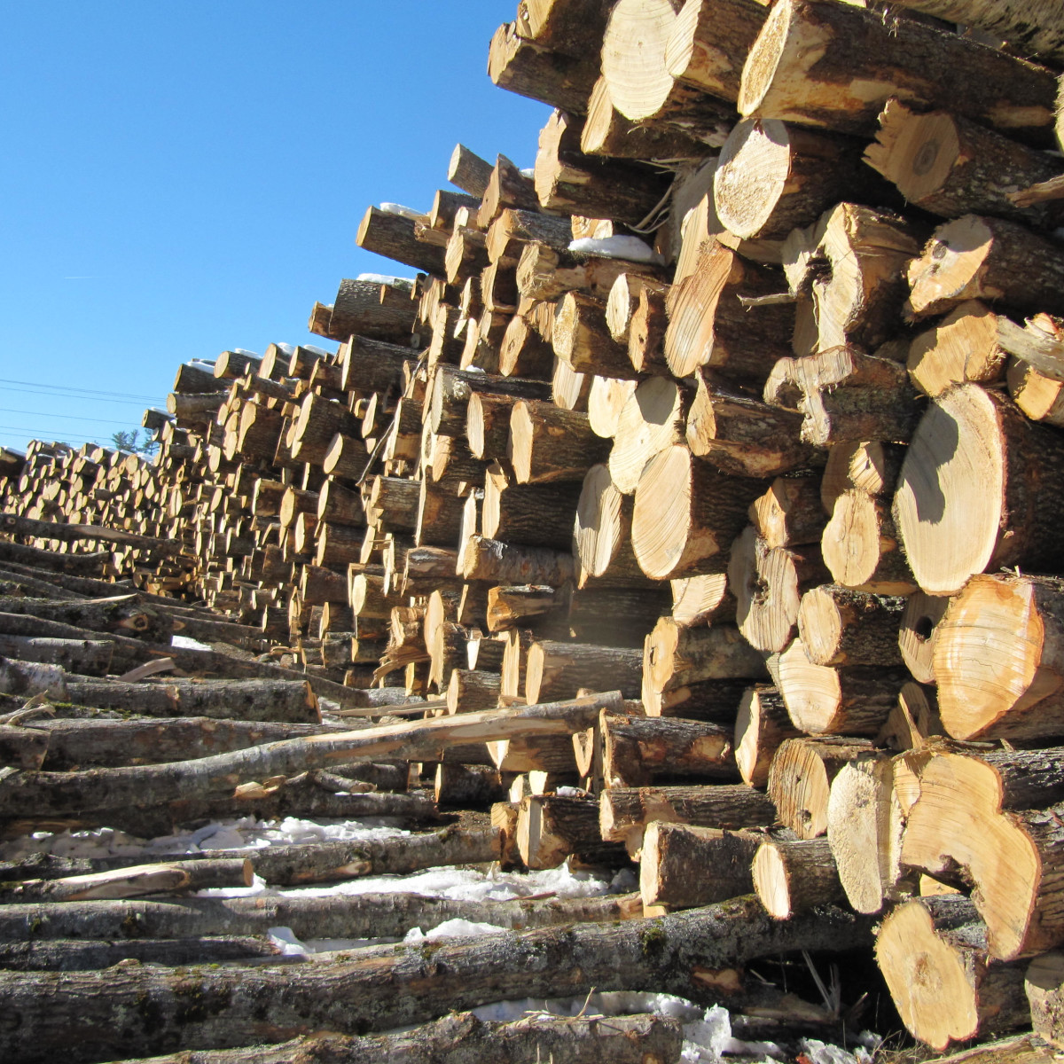 Gallery | Maine Logging, Timber Harvesting, and Forest Management