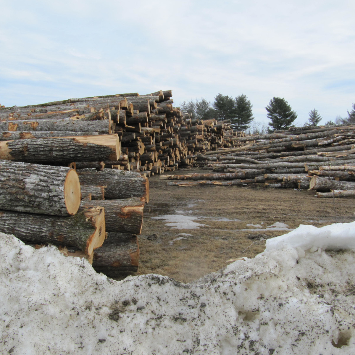 Harvest | Gallery | Maine Logging, Timber Harvesting, and Forest Management