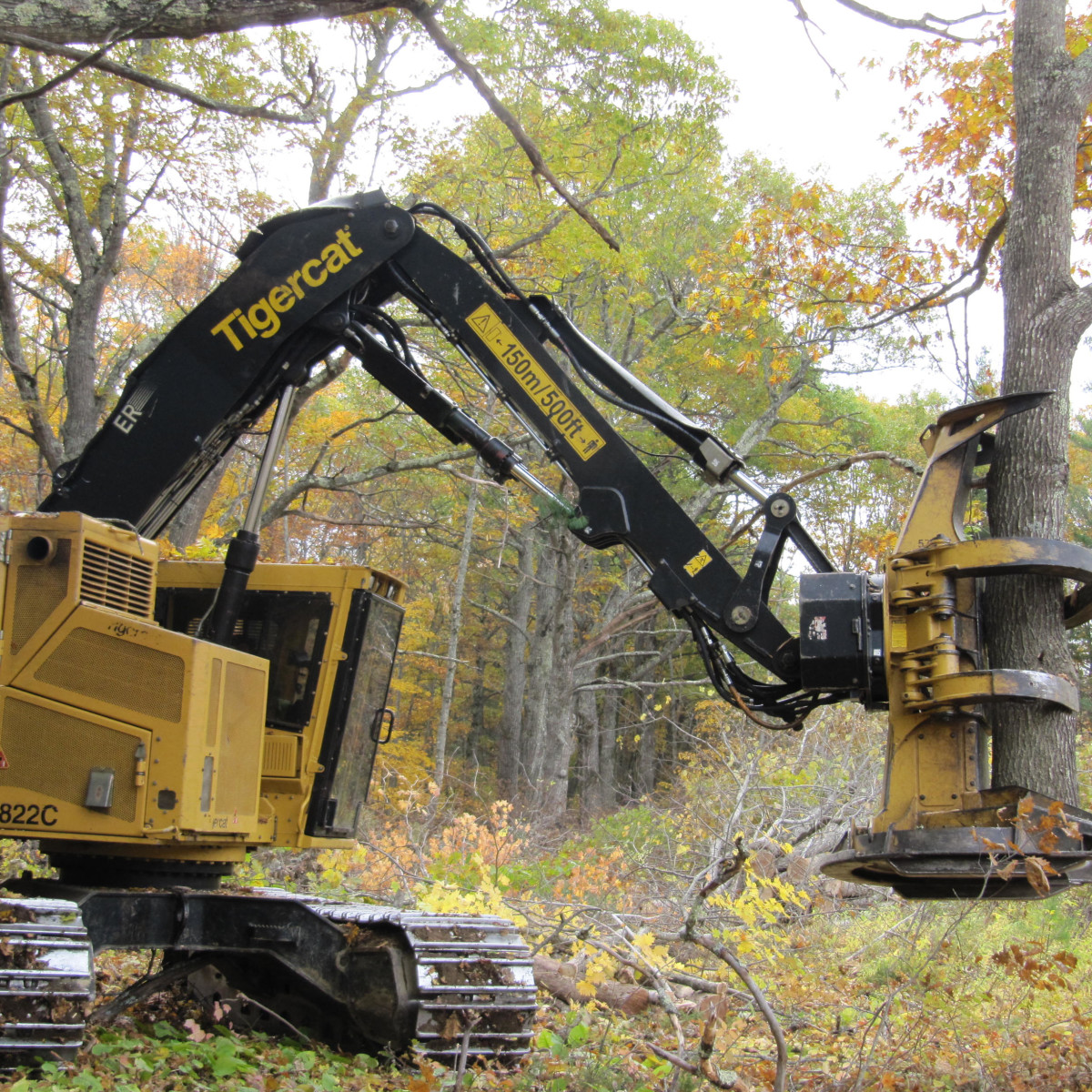 Forest Management | Maine Logging, Timber Harvesting, and Forest Management
