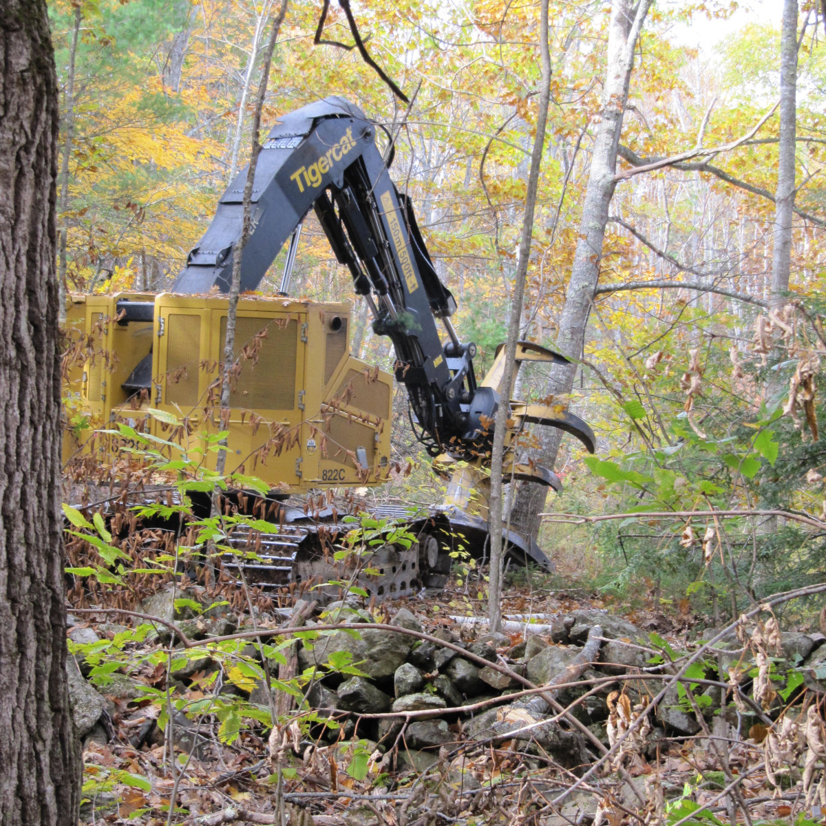 Feller Buncher | Gallery | Maine Logging, Timber Harvesting, and Forest ...