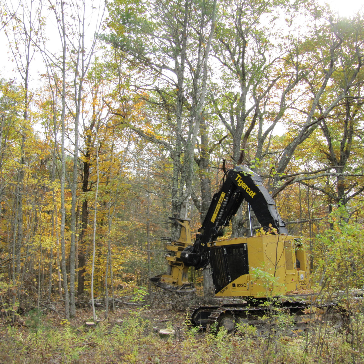 Feller Buncher | Gallery | Maine Logging, Timber Harvesting, and Forest ...