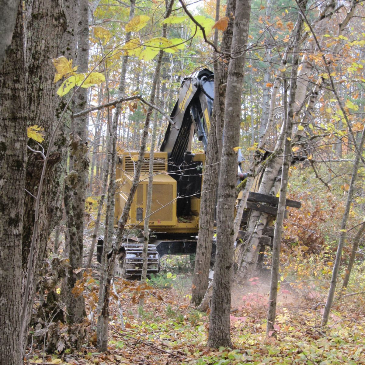 Feller Buncher | Gallery | Maine Logging, Timber Harvesting, and Forest ...