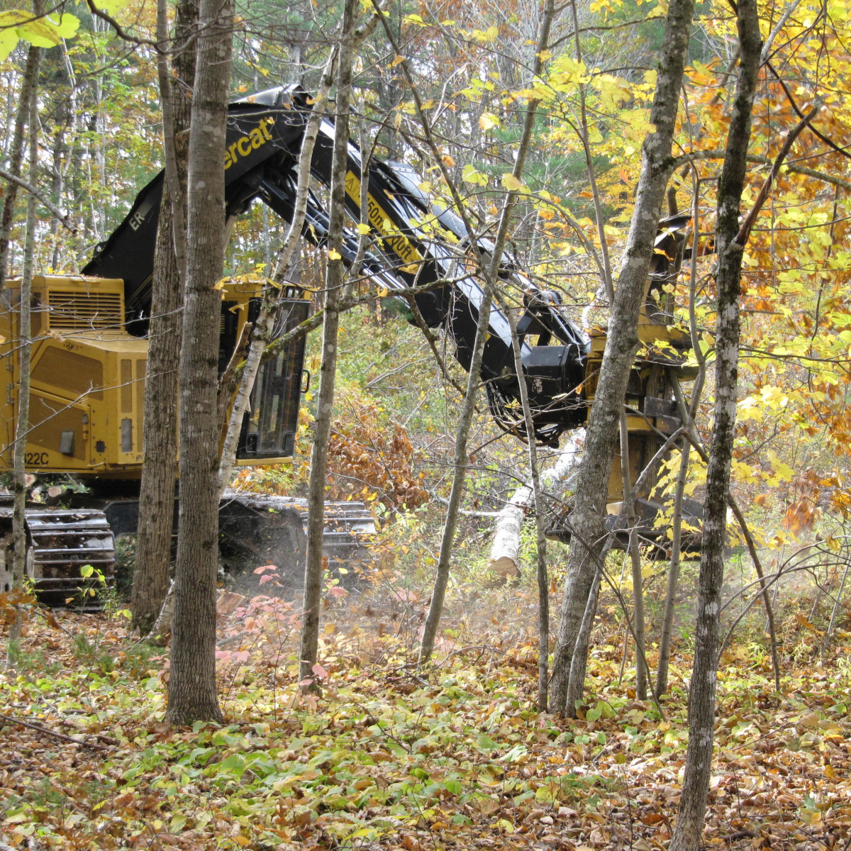 Feller Buncher | Gallery | Maine Logging, Timber Harvesting, and Forest ...