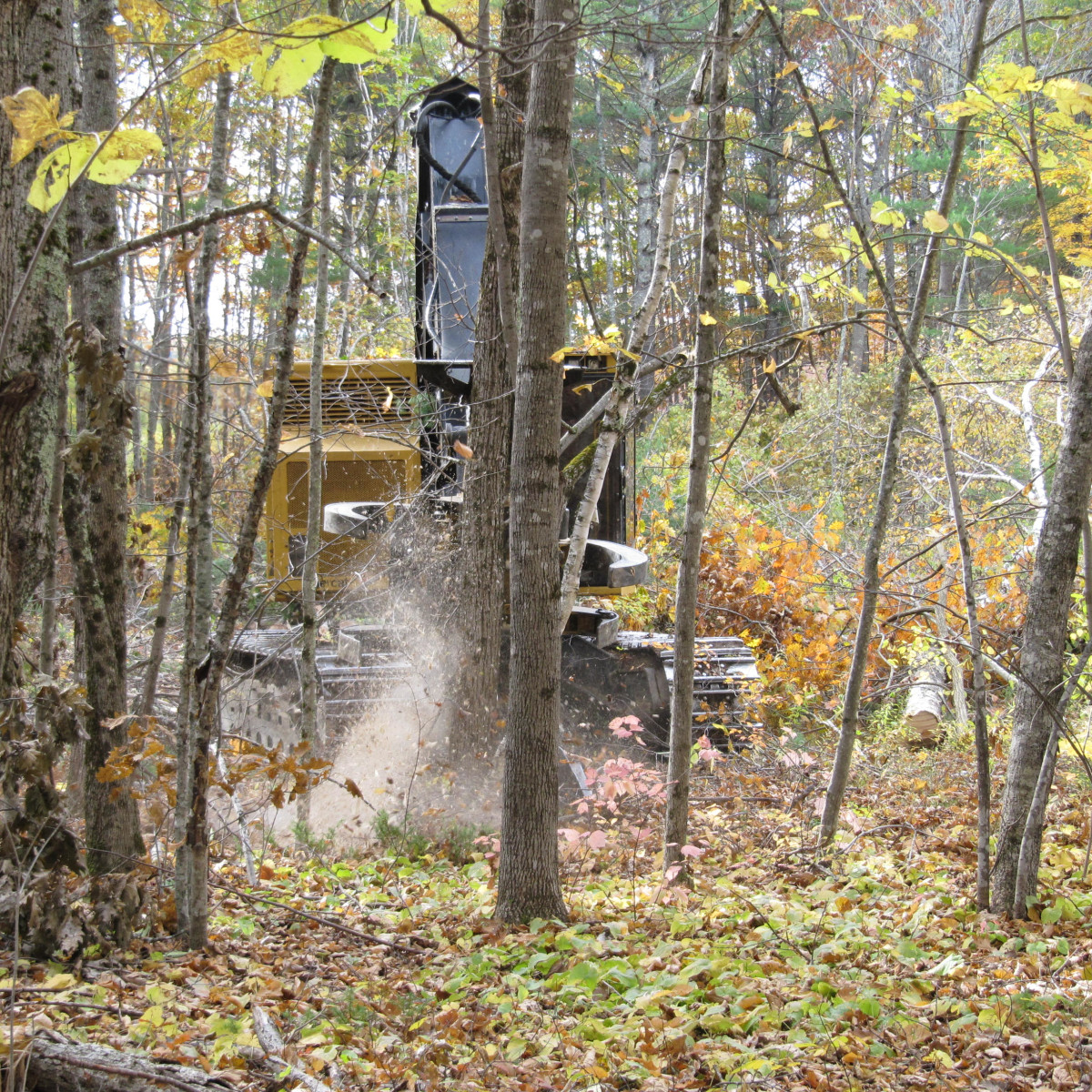 Feller Buncher | Gallery | Maine Logging, Timber Harvesting, and Forest ...