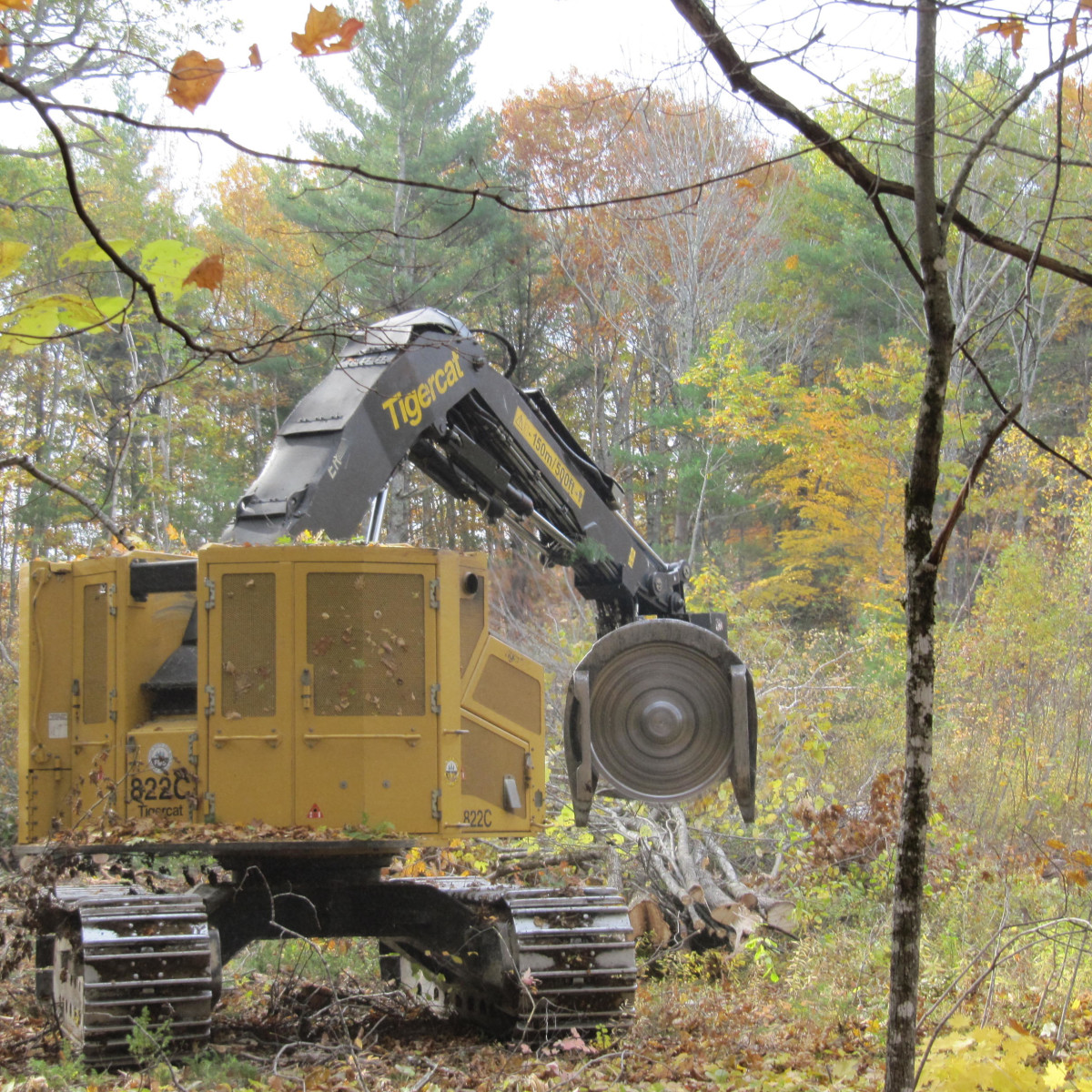 Feller Buncher | Gallery | Maine Logging, Timber Harvesting, and Forest ...